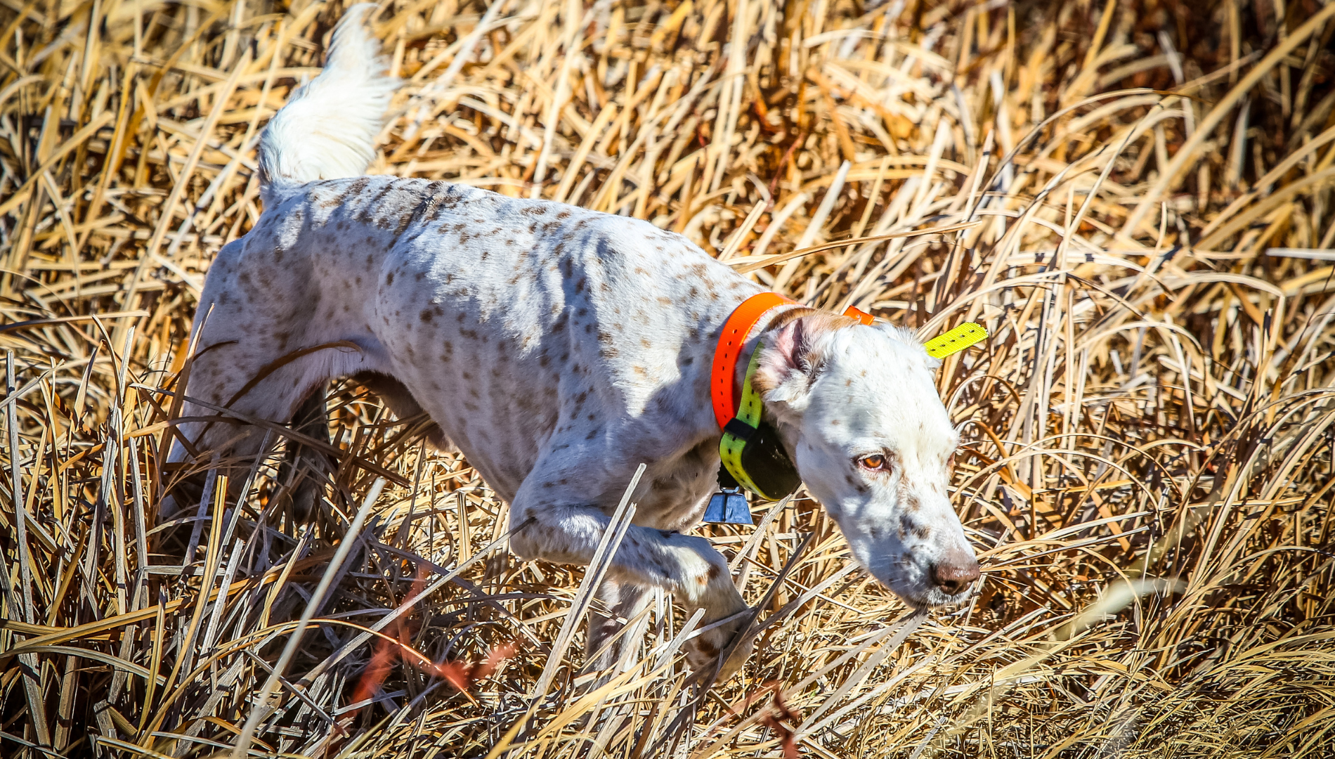 Best Diet for English Pointer: A Breed of Excellence - Big City Brits